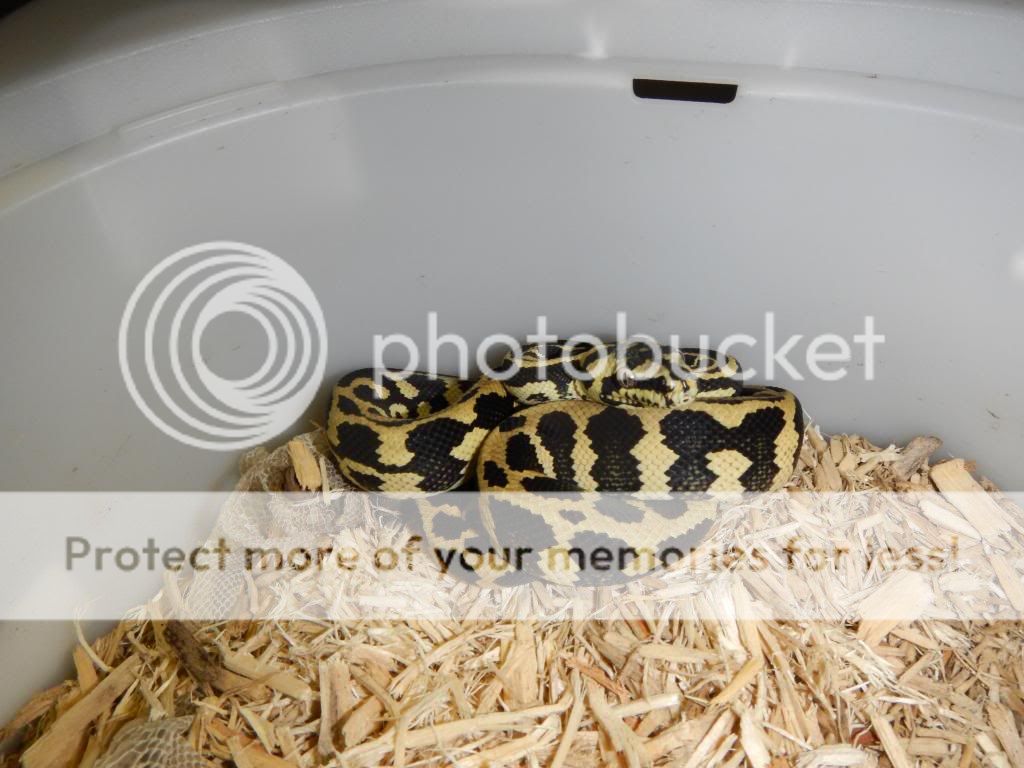 NE England - Pure Jungle Carpet Pythons 2013 | Reptile Forums