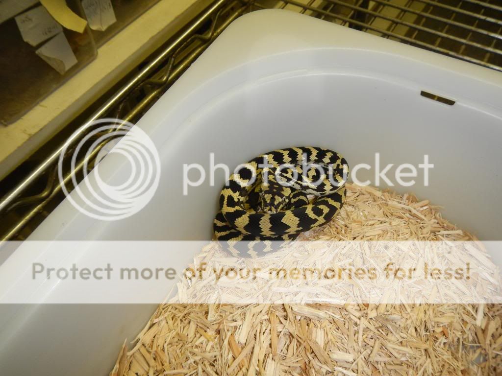 NE England - Pure Jungle Carpet Pythons 2013 | Reptile Forums