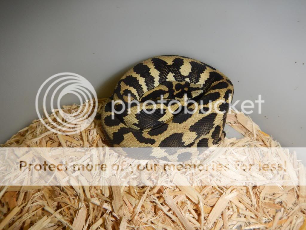 NE England - Pure Jungle Carpet Pythons 2013 | Reptile Forums