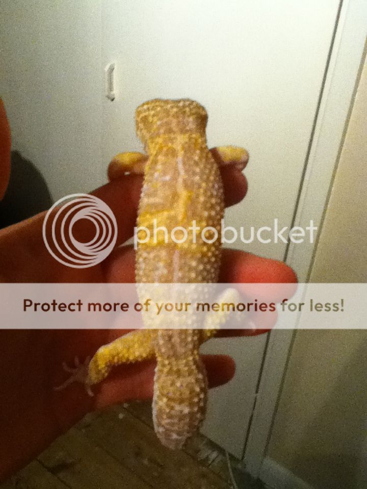 quick sale- Male- snow Albino poss het Raptor Female- hypo | Reptile Forums