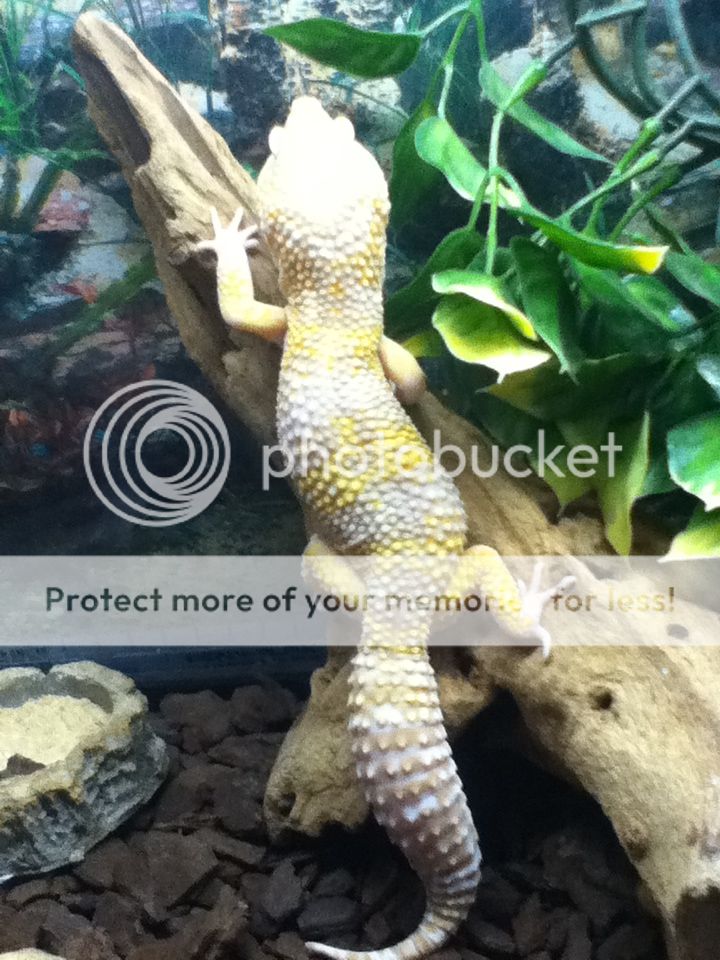quick sale- Male- snow Albino poss het Raptor Female- hypo | Reptile Forums