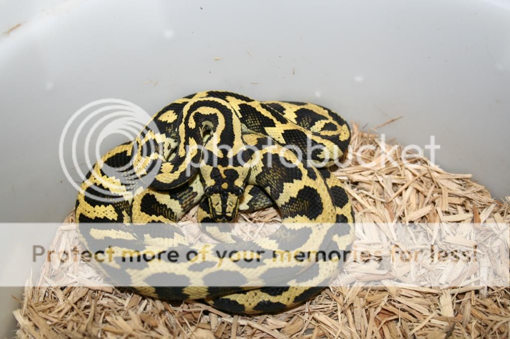NE England - Hi Yellow Jungle Carpet Pythons | Reptile Forums
