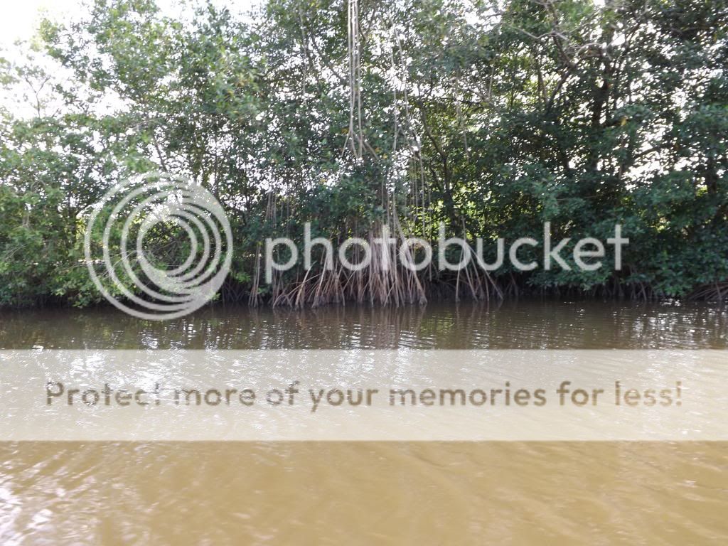 Paradise - Review :) | Reptile Forums